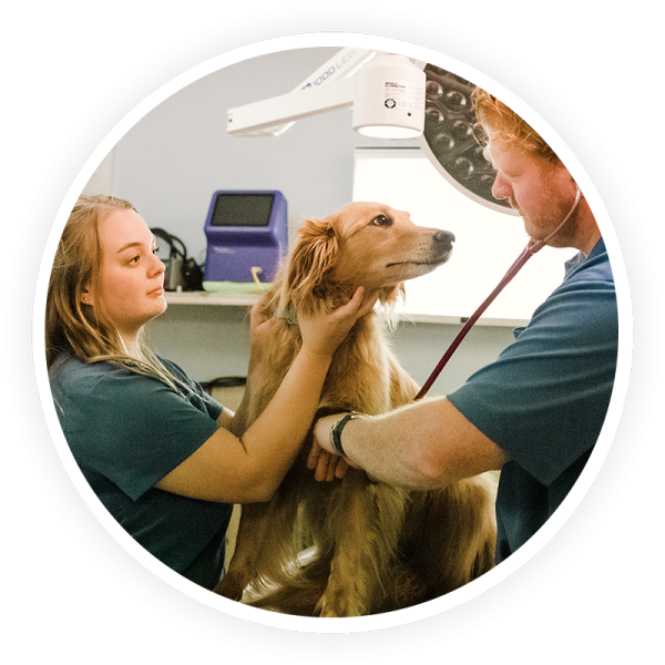 Surgery - Vet in Sherman | Lange Veterinary Hospital