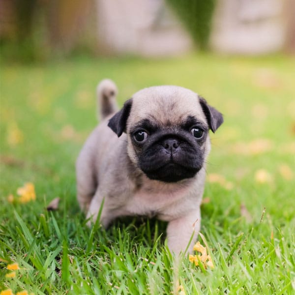 New Puppy - Vet in Sherman | Lange Veterinary Hospital