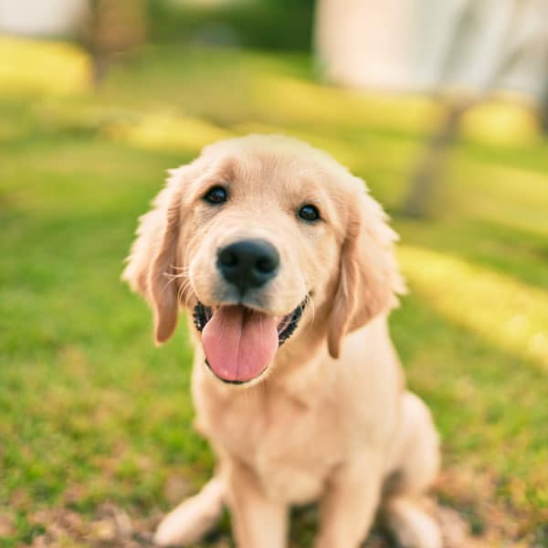New Puppy - Vet in Sherman | Lange Veterinary Hospital